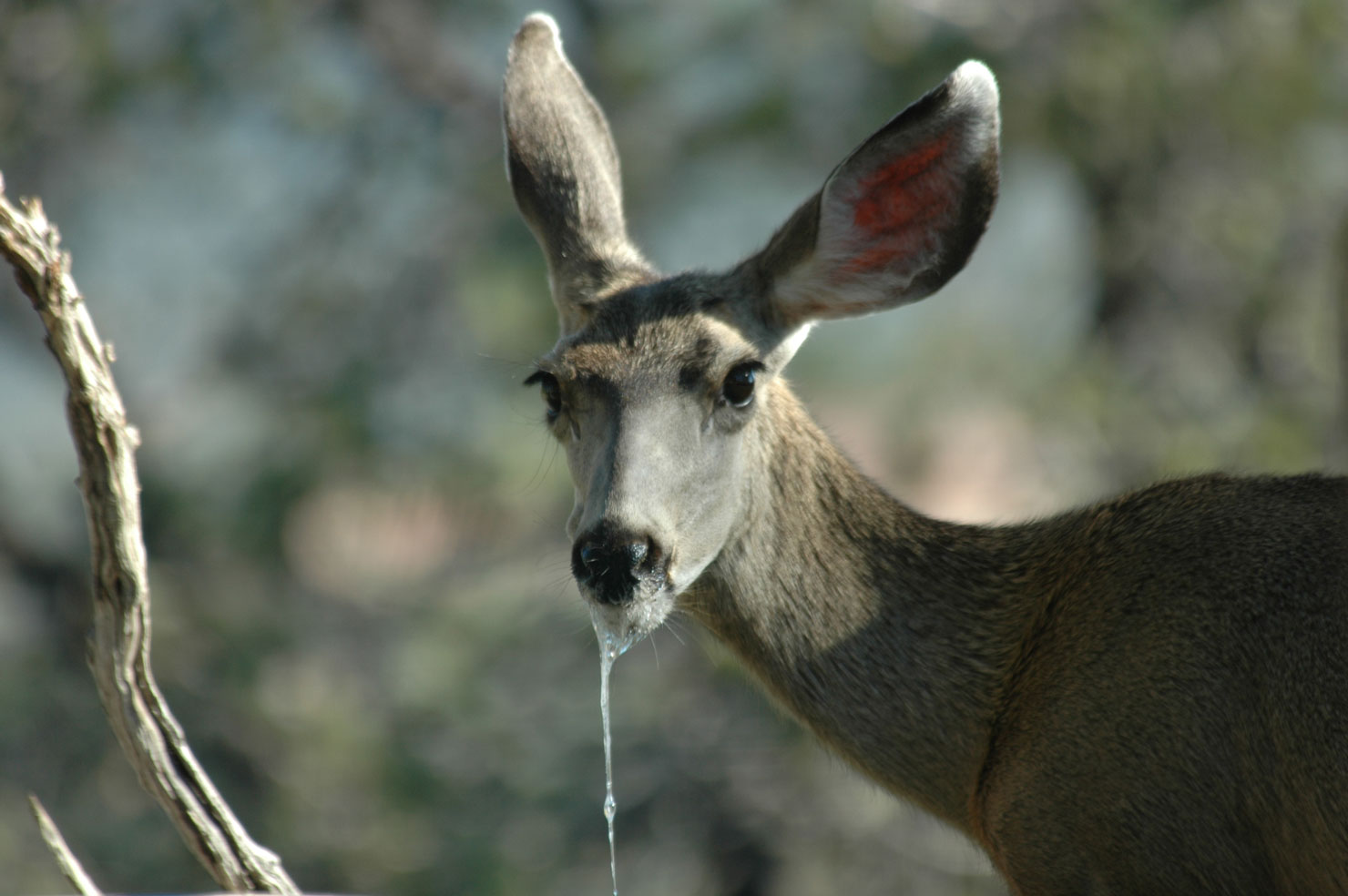 Chronic Wasting Disease (CWD): Signs and Symptoms